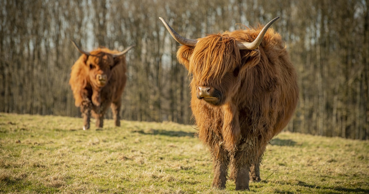 7 Facts About Glasgow’s Highland Cattle at Pollok Park | Visit Glasgow